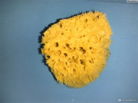 Натуральная морская губка Крымская коллекция Honeycomb отбеленная ...