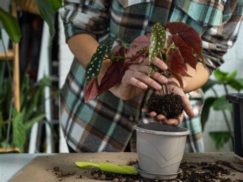 Discover The Best Methods To Propagate The Begonia Maculata Expert Tips