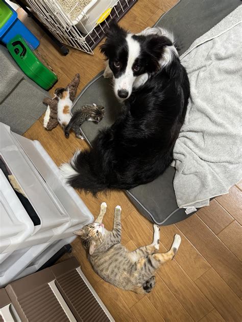 旦那が突然死ぬ寸前の子猫を拾ってきた5月末。 細いけど人懐っこい綺麗な猫だった。 ちゃんと毎日ご飯を食べて 先住のボーダーコリー2匹と過ごして