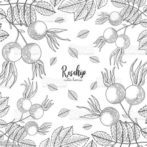 딸기 손 벡터 일러스트 레이 션 프레임입니다 로즈 엉덩이와 자세한 프레임입니다 건강과 아름다움 자연 제품의 패키지 디자인 개념에 대한 스톡 벡터 아트 및 기타 이미지