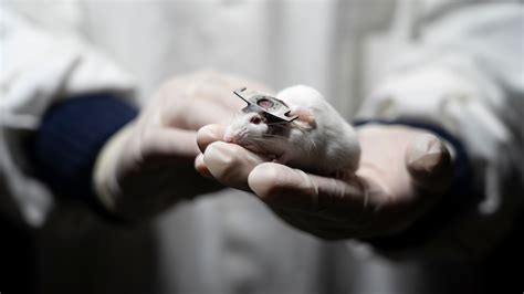 Advances In Mind Decoding Technologies Raise Hopes And Worries