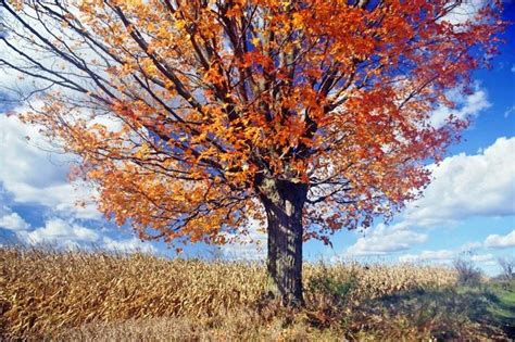 A Lone Maple Tree Beside A Cornfield North Of Oshawa Photo Dave