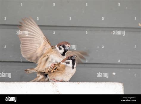 A Mating Pair Of Eurasian Tree Sparrows Passer Montanus During