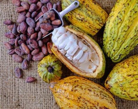 Guía para cultivar Cacao en casa de manera orgánica Eco Jardín Mágico