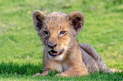 Beautiful Pictures Of Lion Cub Stock Photo Image Of Wildlife Lion