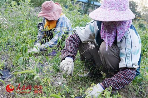 第一书记黄泽武：青瓜地里话“脱贫”不负青春不负村