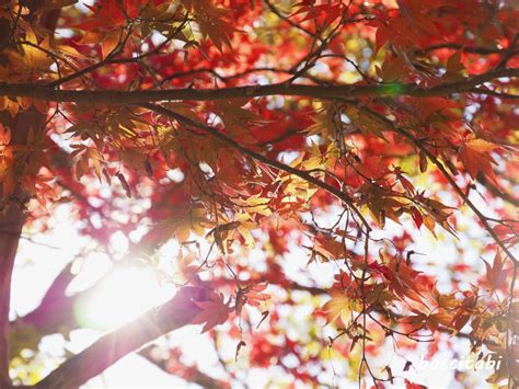 紅葉 モミジ 木漏れ日 写真 フリー画像 無料素材｜高画質フリー無料素材＠写真ギャラリーブログ