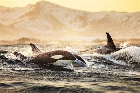 Orca Pod Swimming At Sunset