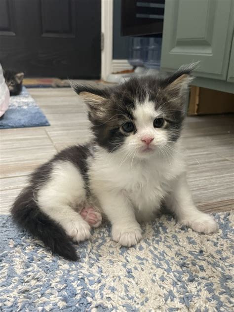 Maine Coon Cats For Sale San Antonio Tx 456484