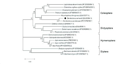 phylogenetic analysis of dask with other insect species the