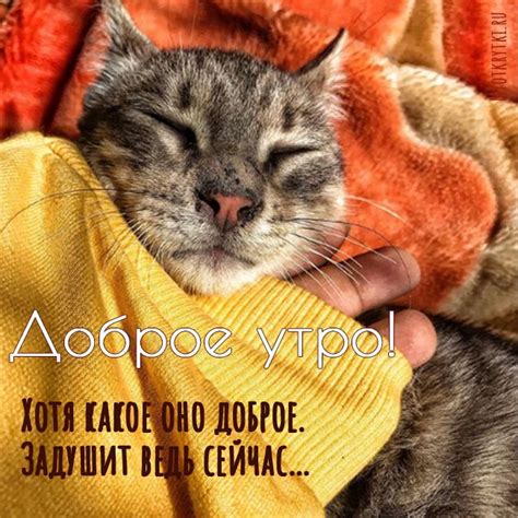 Прикольные картинки с добрым утром с котятами