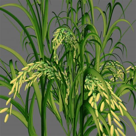 3d Rice Models Turbosquid