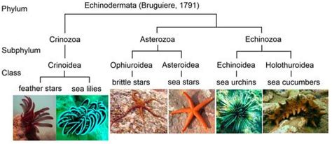 The Amazing World Of Echinoderms A Visual Guide