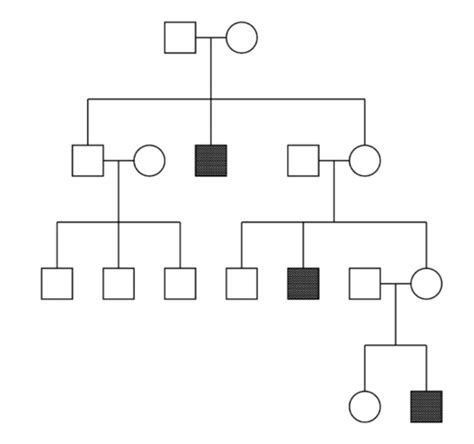 lecture 4 x linked inheritance holandric inheritance flashcards quizlet