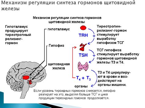 Заболевания щитовидной железы презентация онлайн