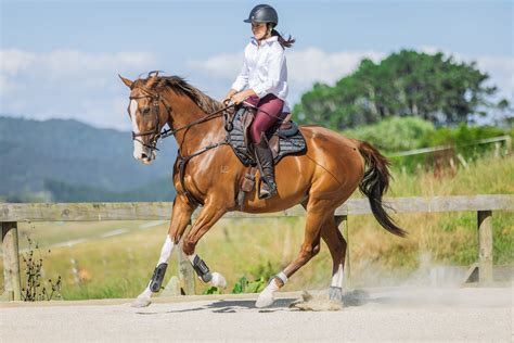 Equine Joint Plus Joint Care Supplement For Horses Horse Joint Health