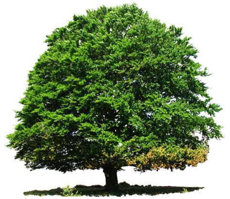 Tree PNG Transparent Images PNG All