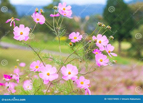 Beautiful Pink Cosmos Flower Blooming In Spring Day By Macro Stock