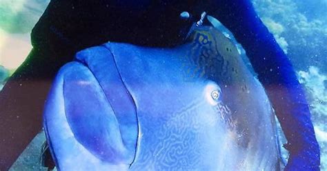 Wally The Grouper Great Barrier Reef Album On Imgur