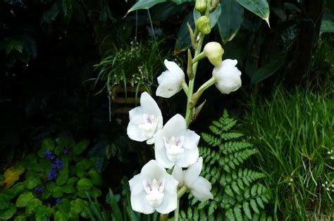 Dove Orchid: The Flower That Pays Tribute To A Lovely Bird
