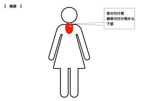 着床のメカニズムと「免疫」の関係② 〜慢性子宮内膜炎について〜 Totell（トテル）｜佐賀の妊活コンディショニングサロン