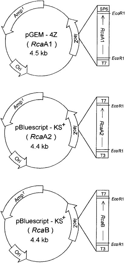 Maps Of The Recombinant Expression Vector Each Expression Vector Was Download Scientific