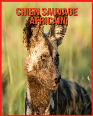 Chien Sauvage Africain D Couvrez Les Chien Sauvage Africain Et Admirez