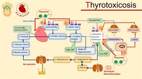 Nakorn [thyrotoxicosis Induced Hypertension] ก่อนจะไปถึงกลไกการเกิด