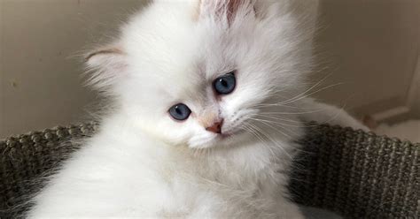 Galerie - Meine Kitten | BKH Zucht in NRW Dortmund