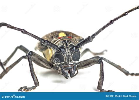 De Rufomaculata Batocera De Foreur Darbre Isolé Sur Fond Blanc Photo