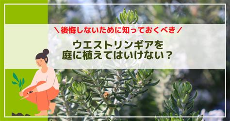 雑草が木になる前に！アカメガシワの駆除方法を解説 Kusakaroo｜くさかるー