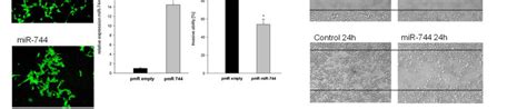 Overexpression Of Mir 744 Induces Focal Cell Growth And Inhibits
