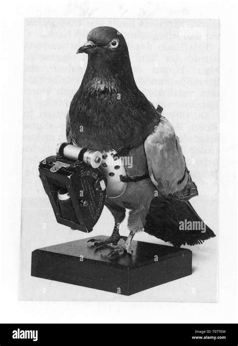 Carrier Pigeon
