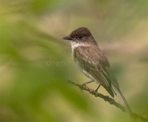 Eastern Phoebe Framed With Green Stock Image Image Of Birdwatching