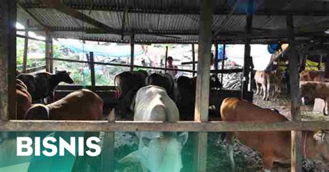 Di Makassar Harga Daging Sapi Hanya Rp90 Ribu Okezone Economy