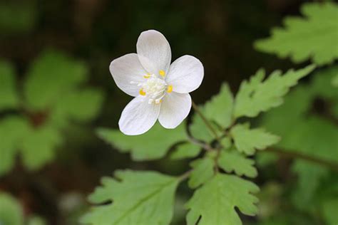 ツルシロカネソウ 丹沢の花