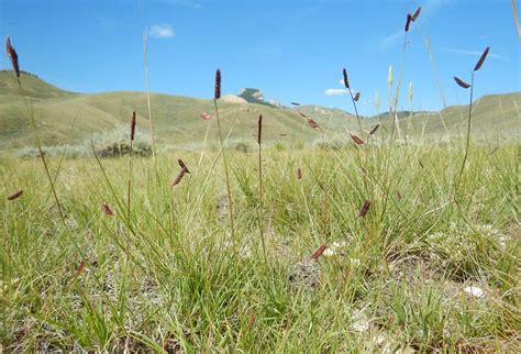 Best Grass Seed For North Dakota