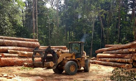 Desmatamento Cai Pela Metade Na Amazônia Em 2023 Papeleiros De