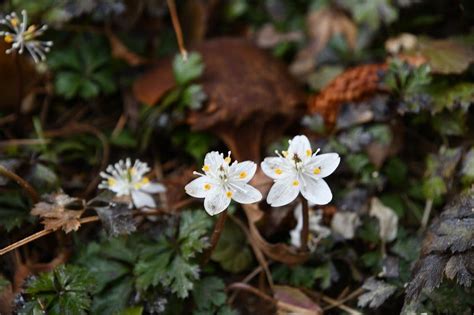 六甲高山植物園のバイカオウレンの開花 植物の写真館