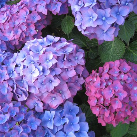 Hortensia Hydrangea Macrophylla Vivero Cinco Pinos