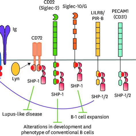 Pdf Cd72 Is A Negative Regulator Of B Cell Responses To Nuclear Lupus Self Antigens And