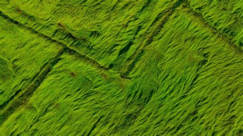 Premium Photo Aerial View Of Green Rice Field Texture Background Rice