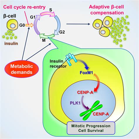 Insulin Signaling Regulates The FoxM1 PLK1 CENP A Pathway To Promote