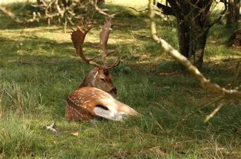 Deer On Tumblr