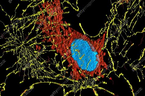 Fibroblast Cells 이미지 506786598 게티이미지뱅크