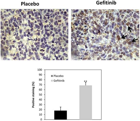 Graphic On The Lower Level Represents Quantification Of Positive Download Scientific Diagram