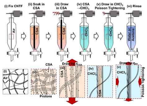 中科院物理所张霄特聘研究员sci Adv ：碳纳米管宏观体纤维的力、热性能强化 X Mol资讯
