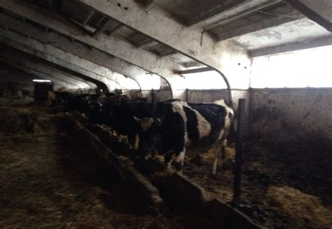 Срочно продам Ферму коровник и земельный участок Крестьянские ведомости