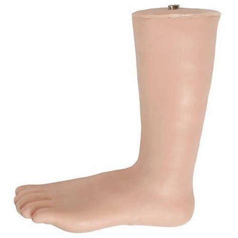 Ankle Injection Model Soft Tissue Foot And Ankle Injection Model