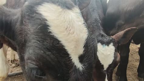 Cows Calves And Bulls On A Milk Farm Milking And Feeding Process